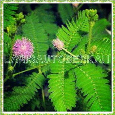 Daun putri malu segar 250 gram | Lazada Indonesia