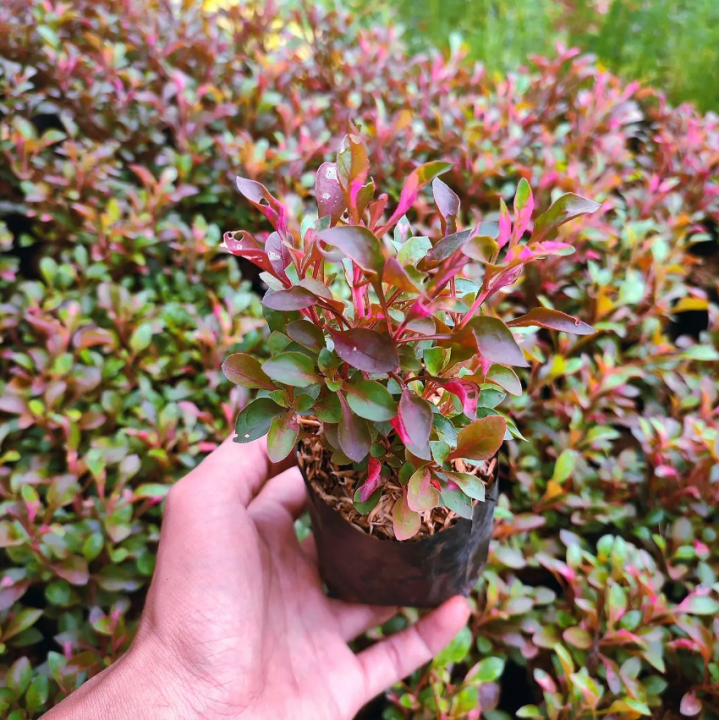 Krokot Merah Jakarta Super Cantik | Lazada Indonesia