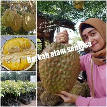 Pohon Durian Bawor