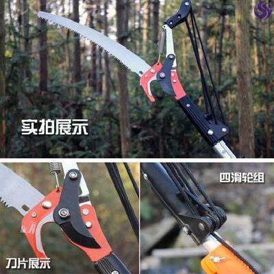 Picking Toona sinensis buds, telescopic branch scissors, overhead ...