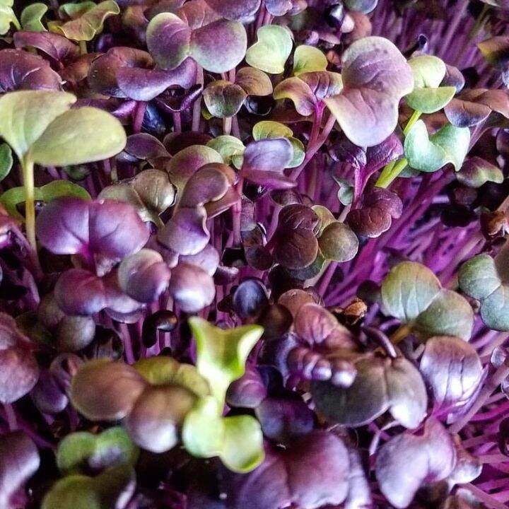 VICTORY SEED 100 Benih Biji Red Radish Radishes Raphanus Sativus Microgreen Microgreens | Lazada ...