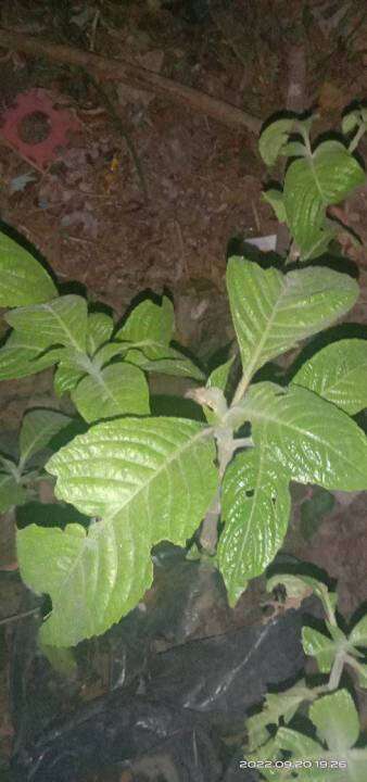 ANG MAD 002 | Lazada PH