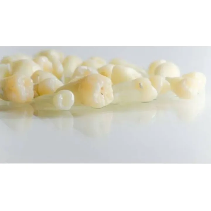 Extracted Natural Tooth | Lazada PH