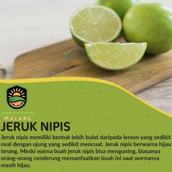 Jeruk Nipis Pecel Segar / 250 500 gr 1 kg | Lazada Indonesia