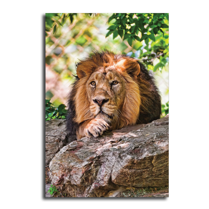 poster dinding gambar singa / Hiasan dinding singa / poster singa ...