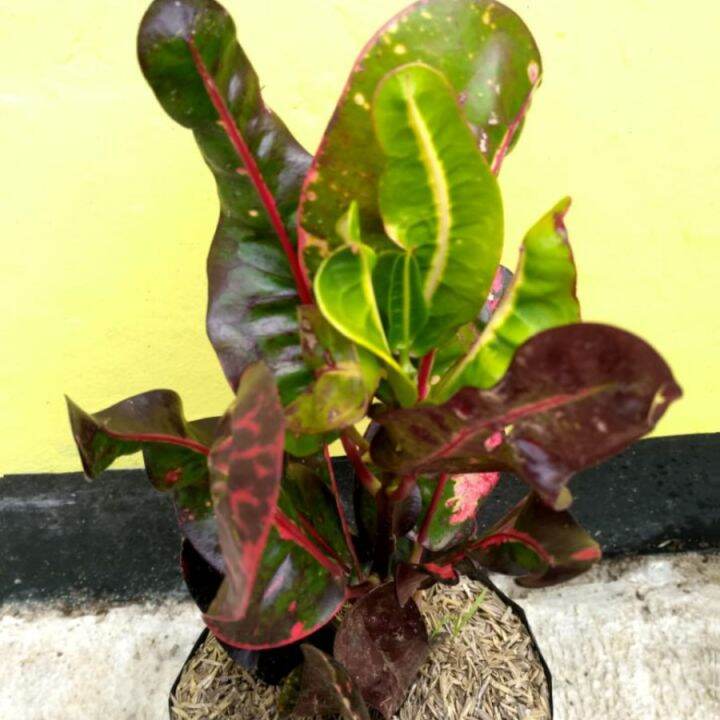 tanaman puring codium varigatum | Lazada Indonesia