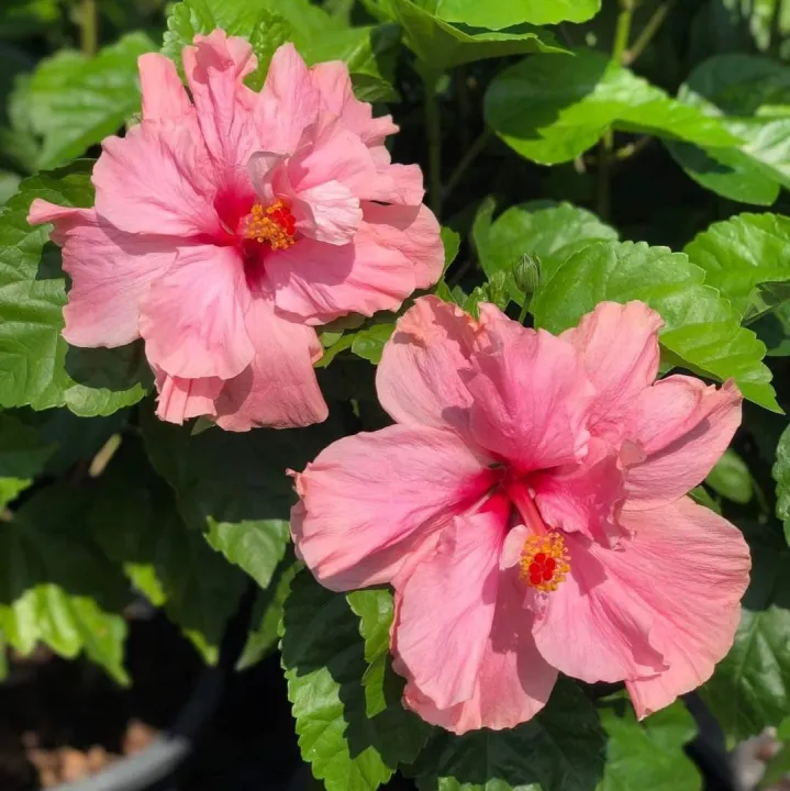 Bunga Raya Pink Double Hibiscus - Cele Tinney | Lazada