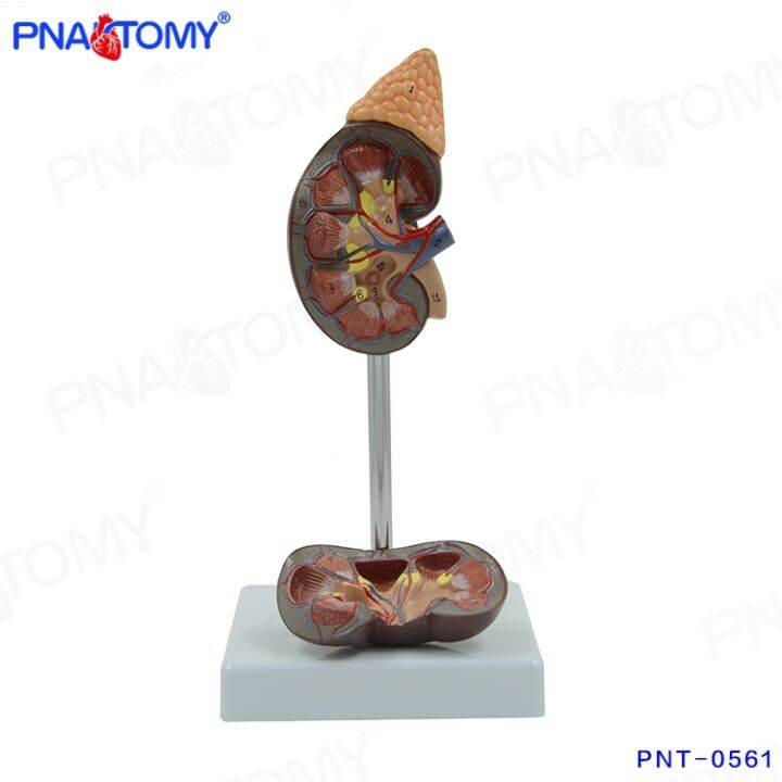 Urology medical kidney Pnatomy adrenal model model human anatomy of the ...