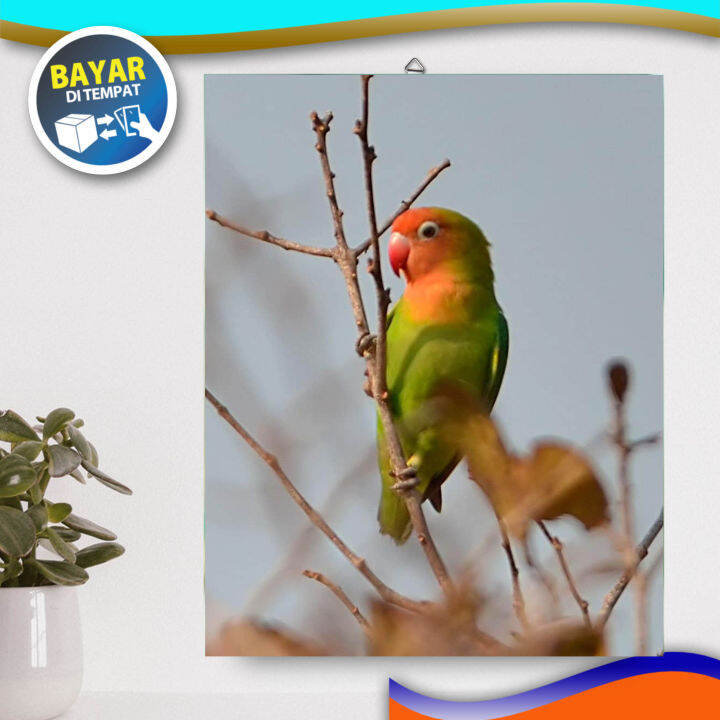 HIASAN DINDING TEMA BURUNG LOVE BIRD / POSTER BURUNG LOVE BIRD / POSTER ...