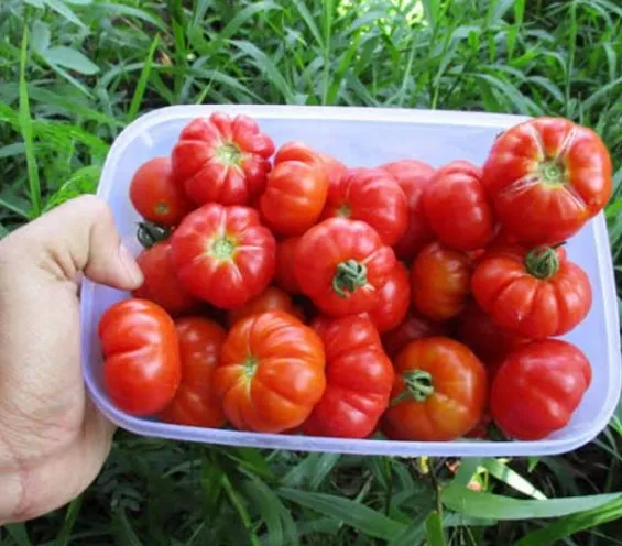 Benih tomat keriting gammara hibrida unggul | Lazada Indonesia