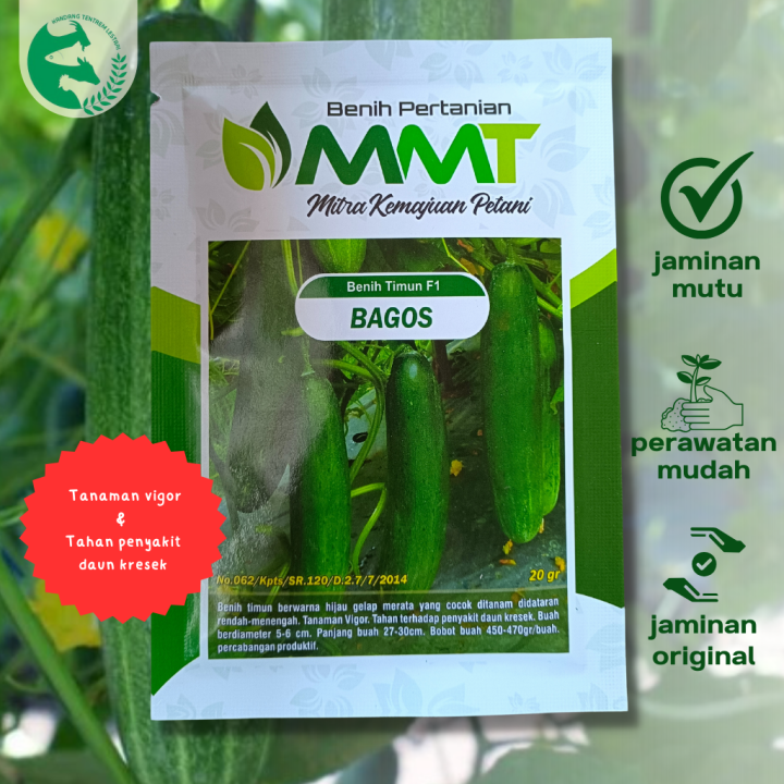 Benih Timun F1 Bagos 20 Gram Asli Cap MMT 750-800 biji | Lazada Indonesia