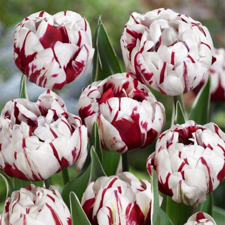 Tulip Seeds Tulip Seed Pellet Seedling Flower Seed Double-Petal Cold ...
