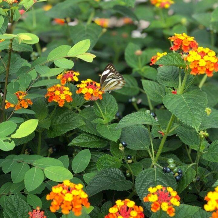 Tanaman hias bunga lantana - Tanaman bunga lamtana | Lazada Indonesia