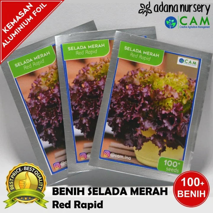 Benih Biji Selada Merah Red Rapid Repack - Berkualitas - 100 Seeds ...