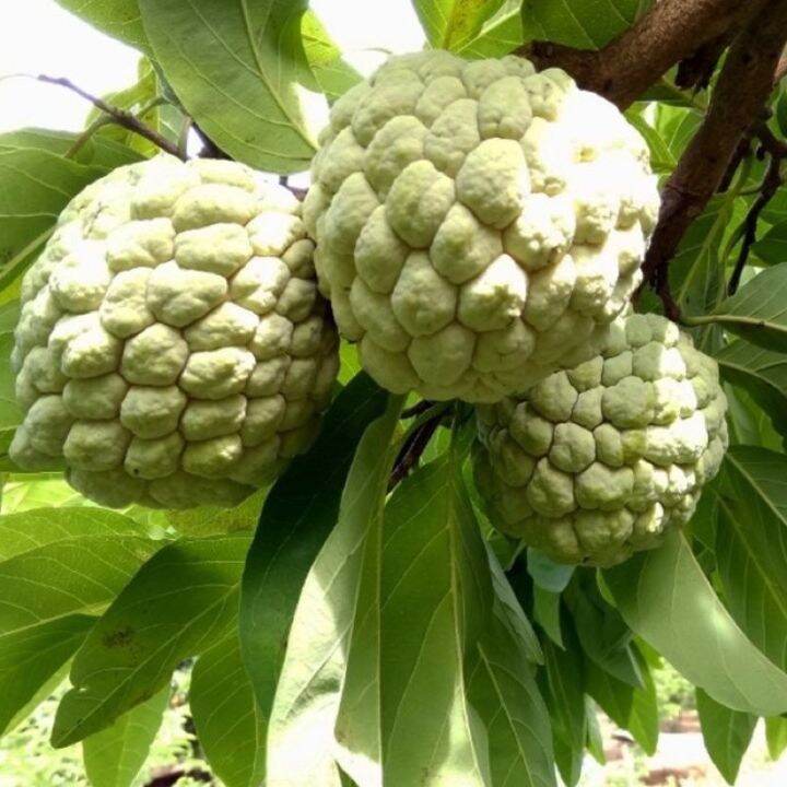 Biji Benih Buah Nona Hijau Merah Sugar Apple Seeds Lazada