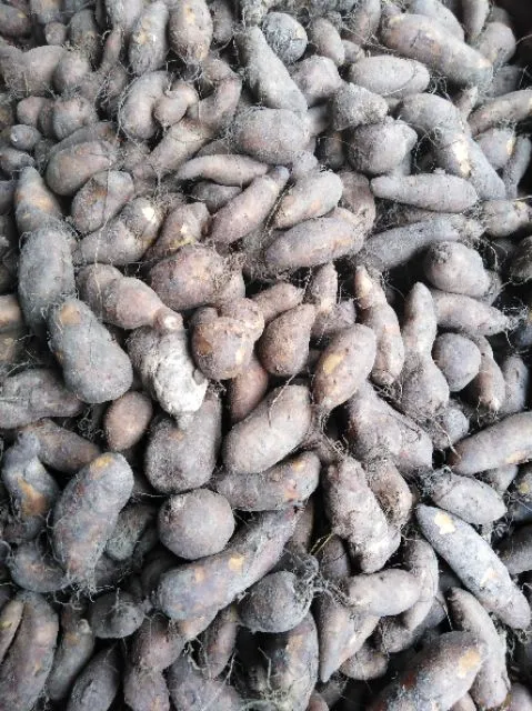 💥HOT ITEM 💥 500gram/ 1kg/ 2KG UBI KEMILI / KEMILING / UBI KELING / Ubi ...