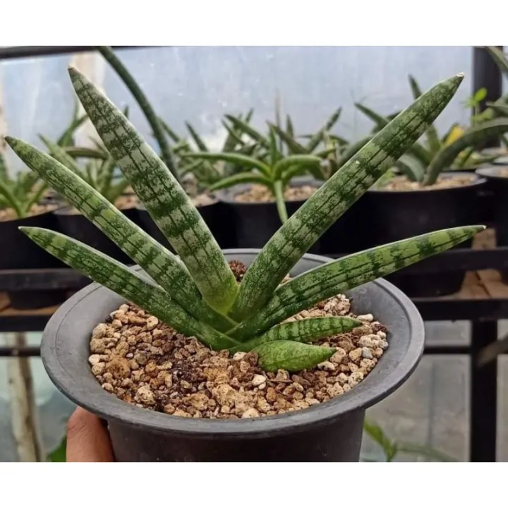 sansevieria boncel cylindrica | Lazada PH