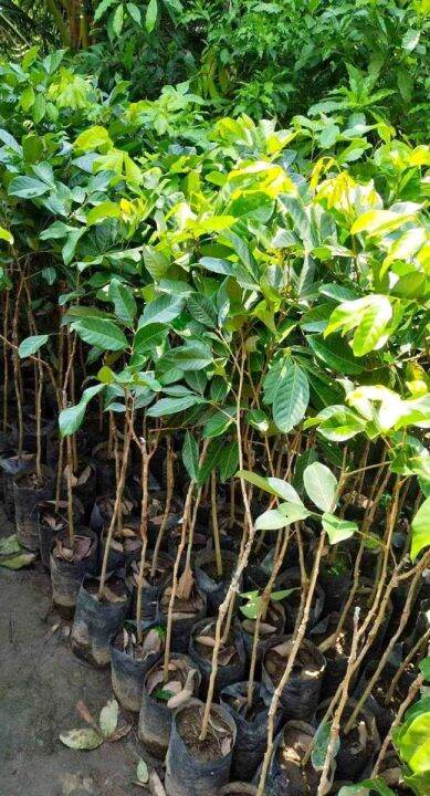 grafted RR rambutan tuklapin | Lazada PH