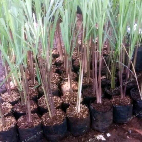 Tanaman Herbal Sereh Merah,Serai Bambu-Sere Merah-Pohon Bibit Serai ...