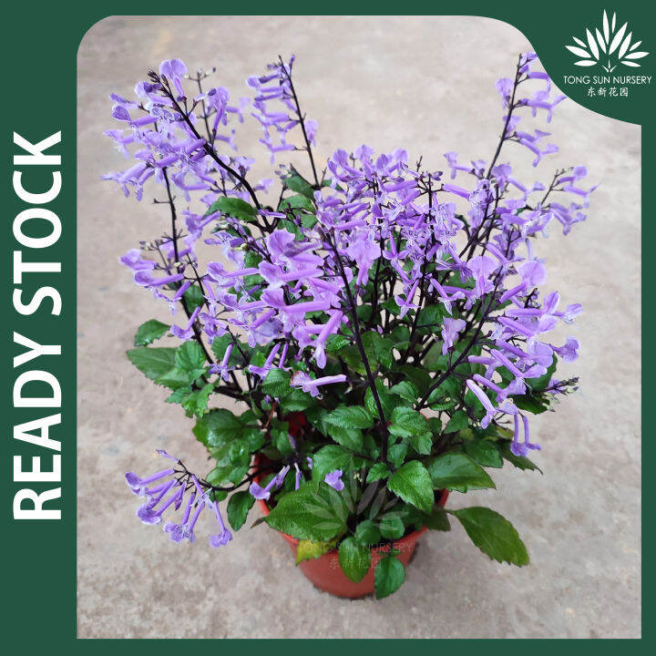 TSN (2850) Lavender Plant Ajuga Purple 薰衣草 Pokok Hisan Bunga Hiasan ...