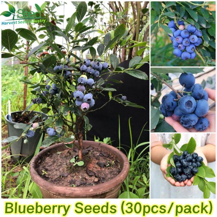 [100% Fresh Seeds] Blueberry Seeds Fruit Seeds for Planting (30pcs/pack ...
