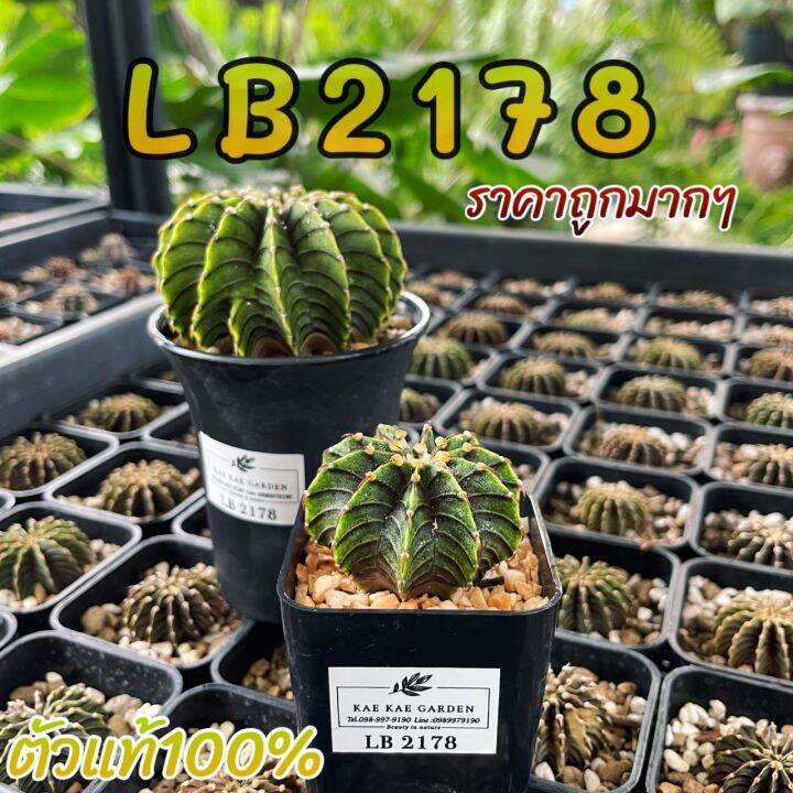 แคคตัสต้นยิมโน LB2178 ตัวแท้ 100% ( ต้นกระบองเพชร Gymnocalycium mihanovichii LB2178 Agua Dulce ...