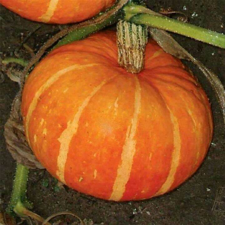 5 Benih labu Labu Pumkin kabocha orange | Lazada Indonesia