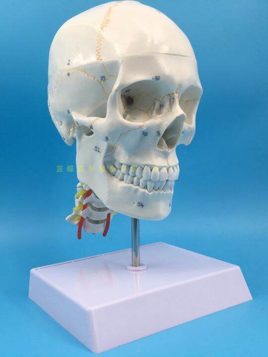 One-To-One Medical Simulation Skeleton Human Skull Model Bone Suture ...