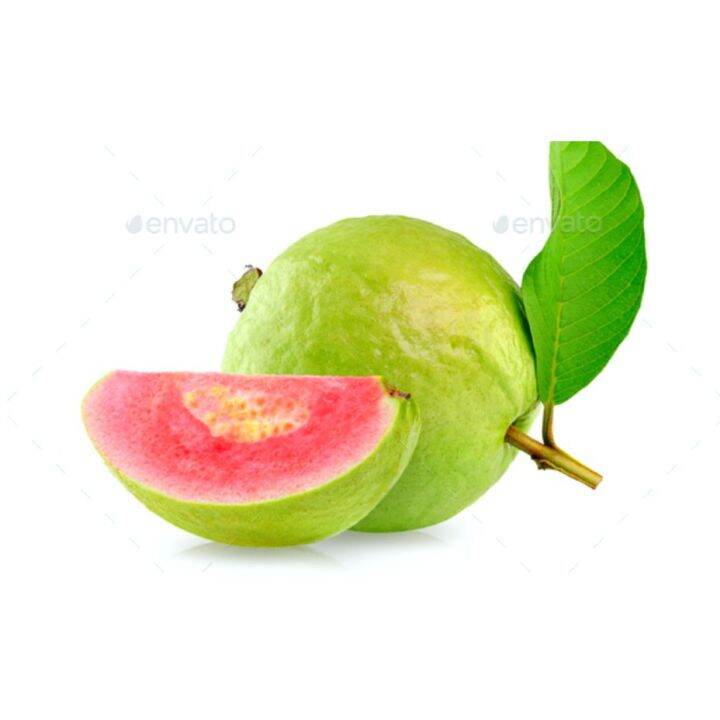 Pokok Jambu Batu Isi Merah Hybrid (PINK GUAVA) 100% | Lazada