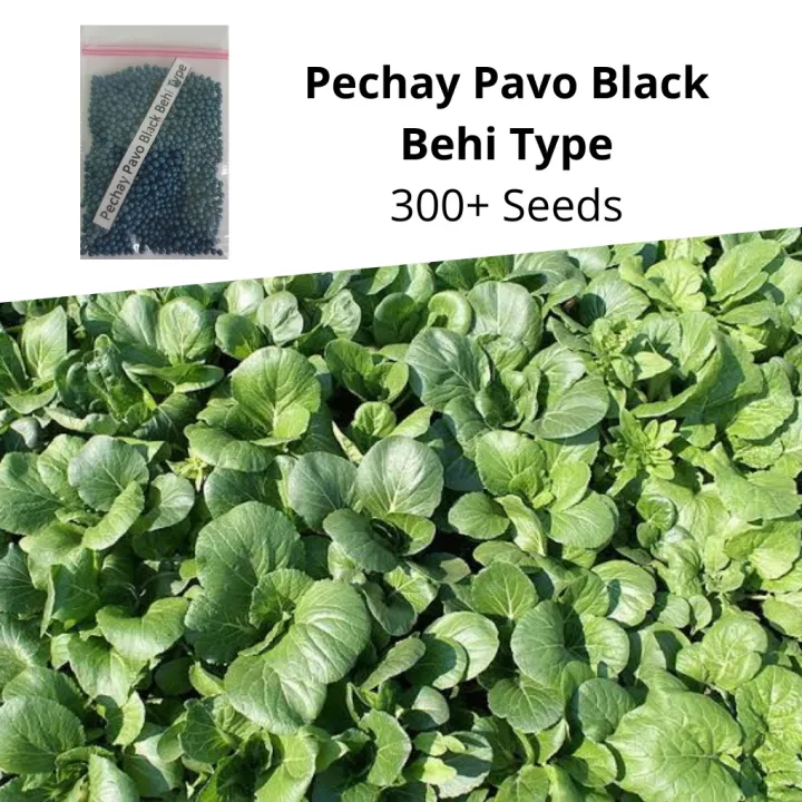 Pechay Pavo Black Behi Type Seeds | Lazada PH