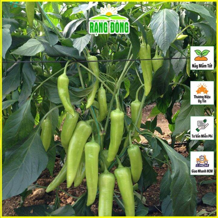 Hạt giống Ớt Sừng Cay Vừa, Trái Sai, Kháng Sâu Bệnh Tốt, Trồng Quanh ...