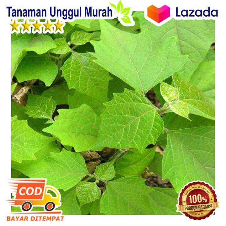 Bibit Tanaman Pohon Kayu Gamelina Pling Dicari | Lazada Indonesia
