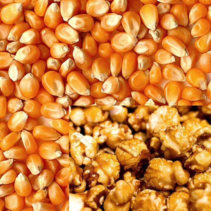 Premium Popcorn Mushroom 250G | 500G | 1Kg Popcorn Bertih Jagung ...