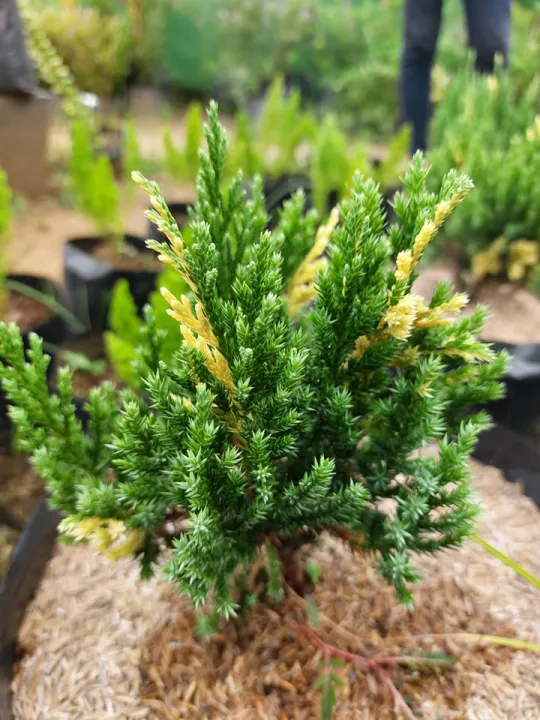 Variegated Cypress with FREE plastic pot, pebbles and soil. Real Plants ...