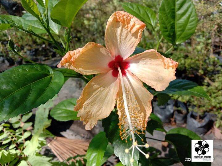 MM- Pokok Bunga Raya Oren Muda / Liight Orange Hibiscus sapling / bunga ...
