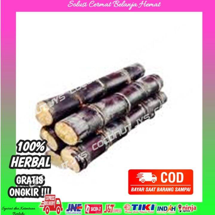 tebu hitam-bibit pohon tebu hitam asli-bibit stek batang tebu hitam ...