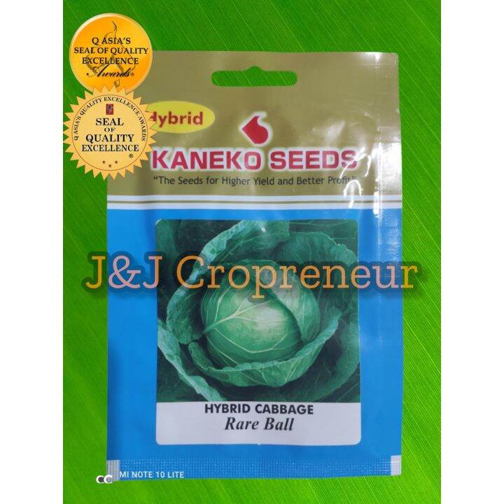 Factory direct sales RARE BALL F1 HYBRID CABBAGE SEEDS 393 SEEDS ...
