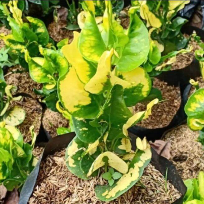 pohon puring krupuk kuning / tanaman hias puring | Lazada Indonesia