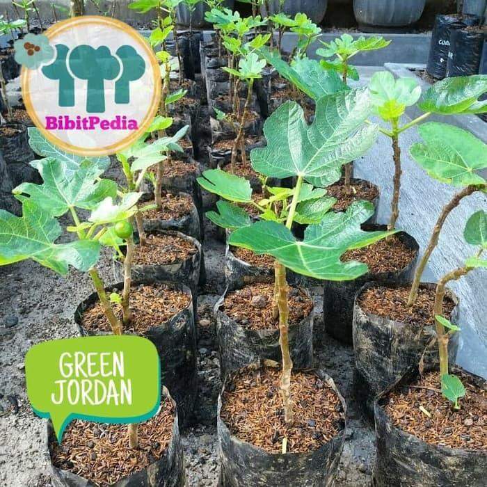 Bibit Pohon Buah Mahkota Dewa - Tanaman Mahkota Dewa - Buah Herbal ...