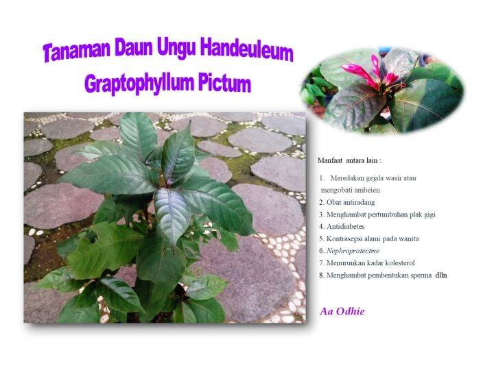 Tanaman Daun Ungu Handeuleum Graptophyllum Pictum | Lazada Indonesia