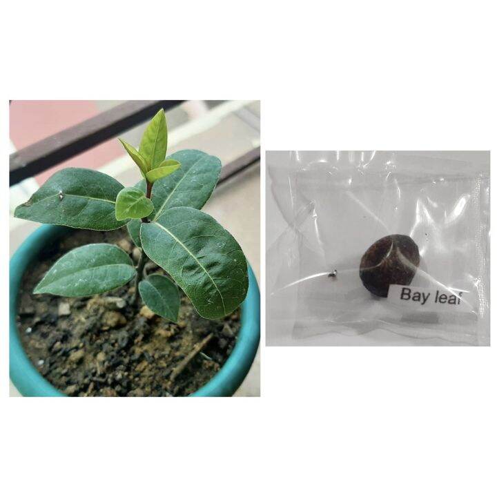 bay leaf seeds laurel plant bayleaf | Lazada PH