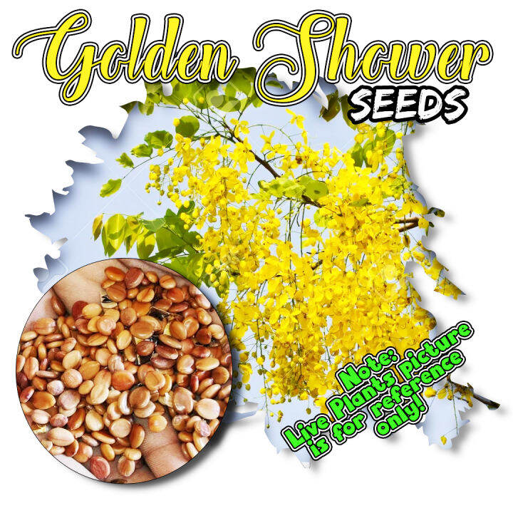 GOLDEN SHOWER SEEDS -flowering not seedling not live plant Cassia fistula golden shower purging ...