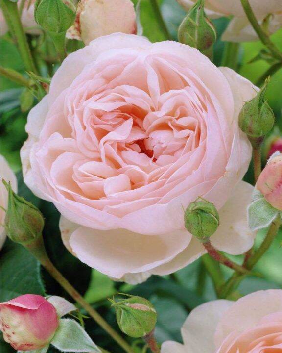 30 เมล็ด Plant Seeds เมล็ดพันธุ์ 'Heritage' (Rosa 'Heritage') สายพันธุ์ ...