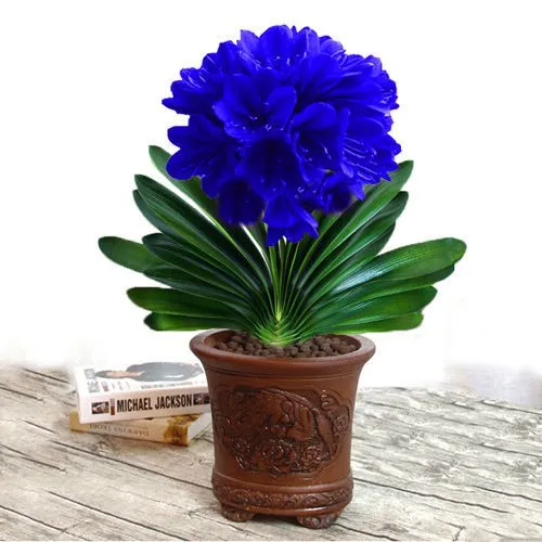 50 buto ng mga bulaklak na tinatawag na Clivia sa loob ng mga buto ng ...