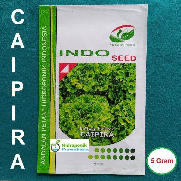 BENIH LETTUCE SELADA CAIPIRA TYPE BATAVIA ISI 5 GRAM - ORIGINAL PACKING ...