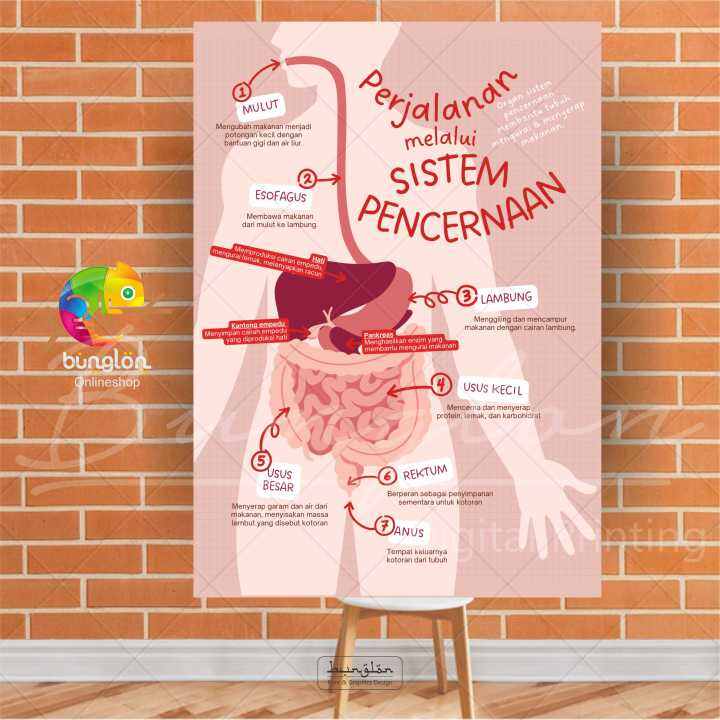 Poster Edukasi Perjalanan Sistem Pencernaan | Lazada Indonesia