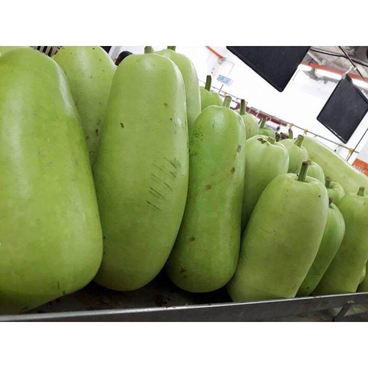 LABU AIR FRESH DARI KEBUN/Water Pumpkin / Labu Air Fresh Vegetable 1KG ...