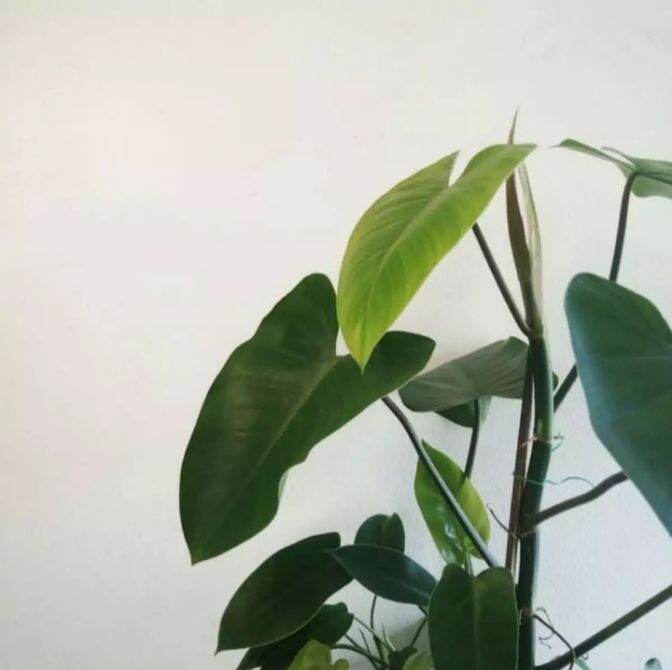 Philodendron DrAK Lord Gren - Philodendron Drak Lord Hijau | Lazada ...