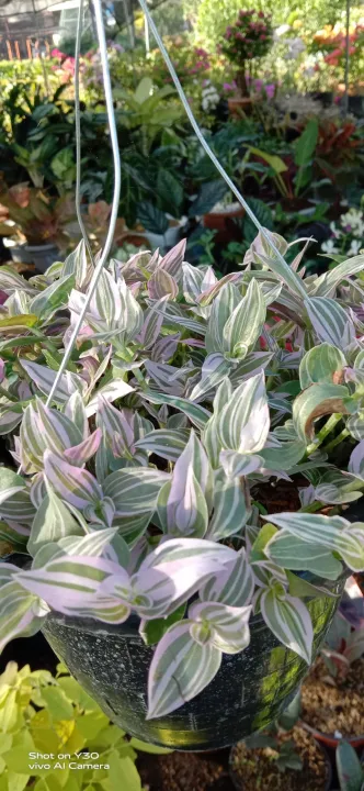 Variegated wandering dew | Lazada PH