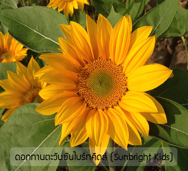 เมล็ดพันธุ์ ดอกทานตะวันซันไบร์ทคิดส์ (Sunbright Kids) 3 เมล็ด ปลูกง่าย ...